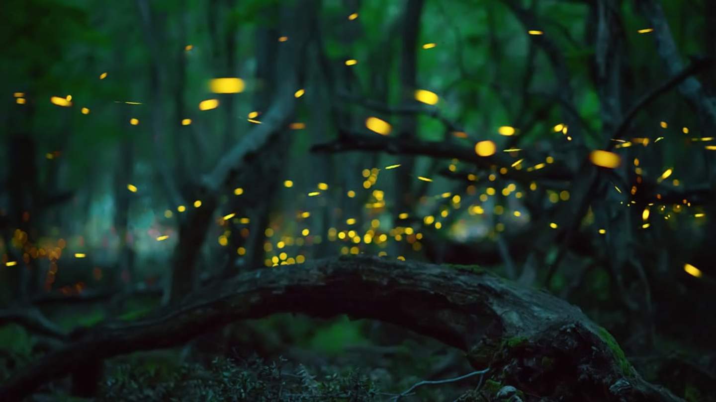 The Spectacular Firefly Display in the Great Smoky Mountains
