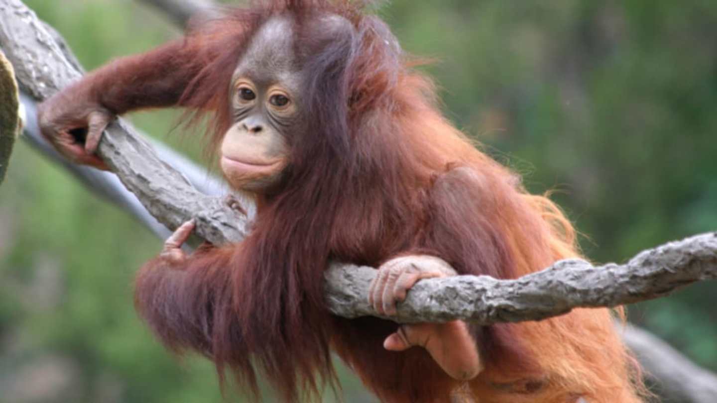 12 Animals Whose Names Literally Explain Their Characteristics