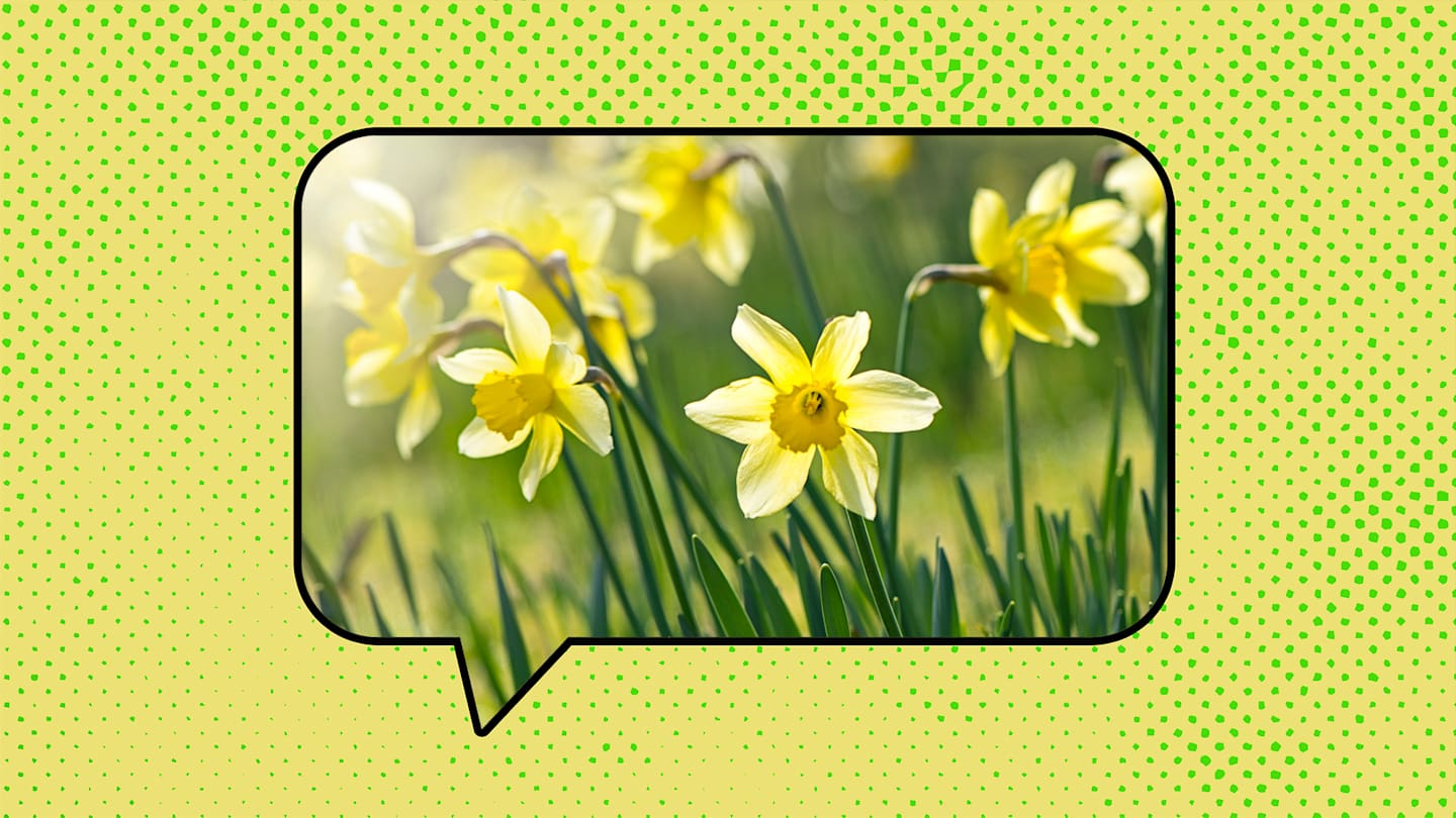 18 Expressions to Embrace the Arrival of Spring