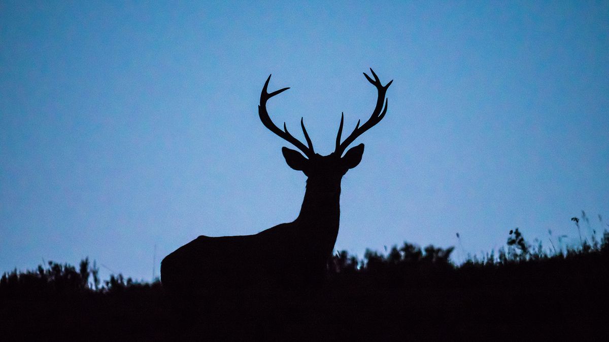 Can humans contract 'Zombie Deer Disease'? | Mytour