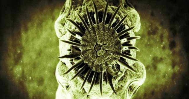 10 individuals who unknowingly hosted living creatures inside their ...