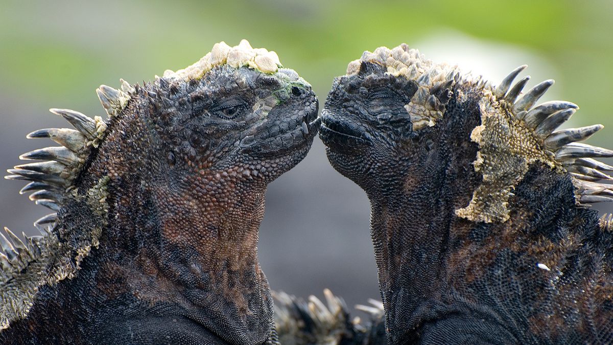The Marine Iguana: Earth's Sole Ocean-Dwelling Lizard | Mytour