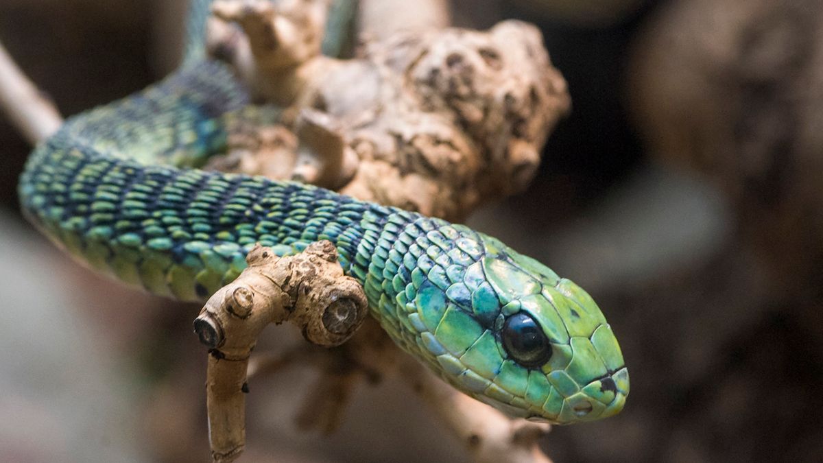 The Deadly Boomslang Snake Prefers Life Among the Treetops | Mytour