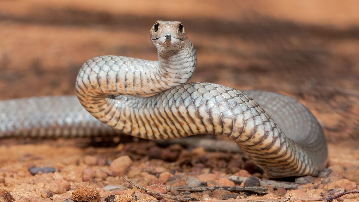 Eastern Brown Snake: The Deadliest Biter in Australia | Mytour