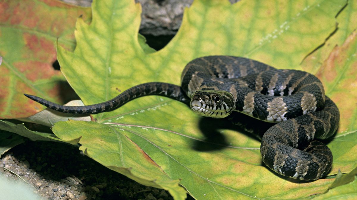 What Type of Water Snake Can You Spot in Your Nearby Pond? | Mytour