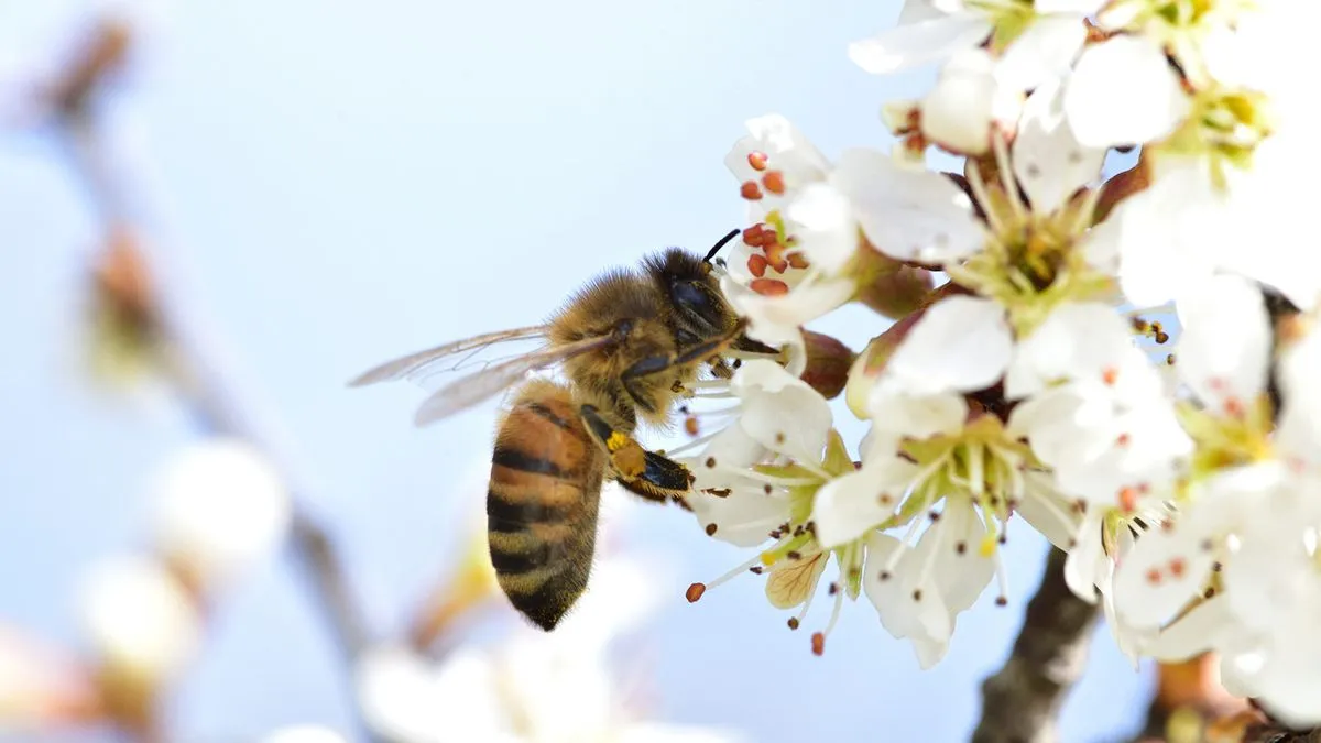 6 Fascinating Insights into How Bees Learn, Think, and Decide | Mytour