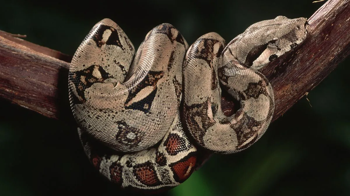 Boa constrictors are large, nonvenomous snakes famous for their method ...