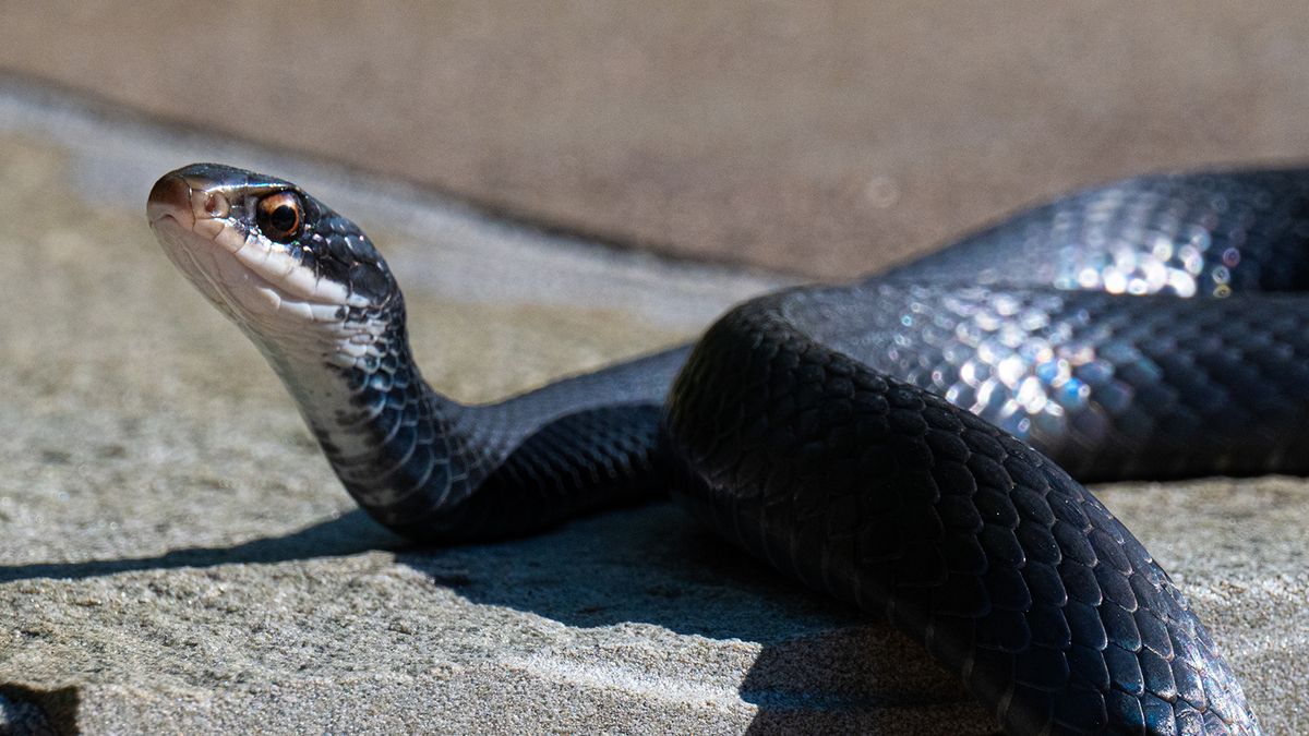 11 Subspecies of Racer Snakes That Pose No Threat to You | Mytour