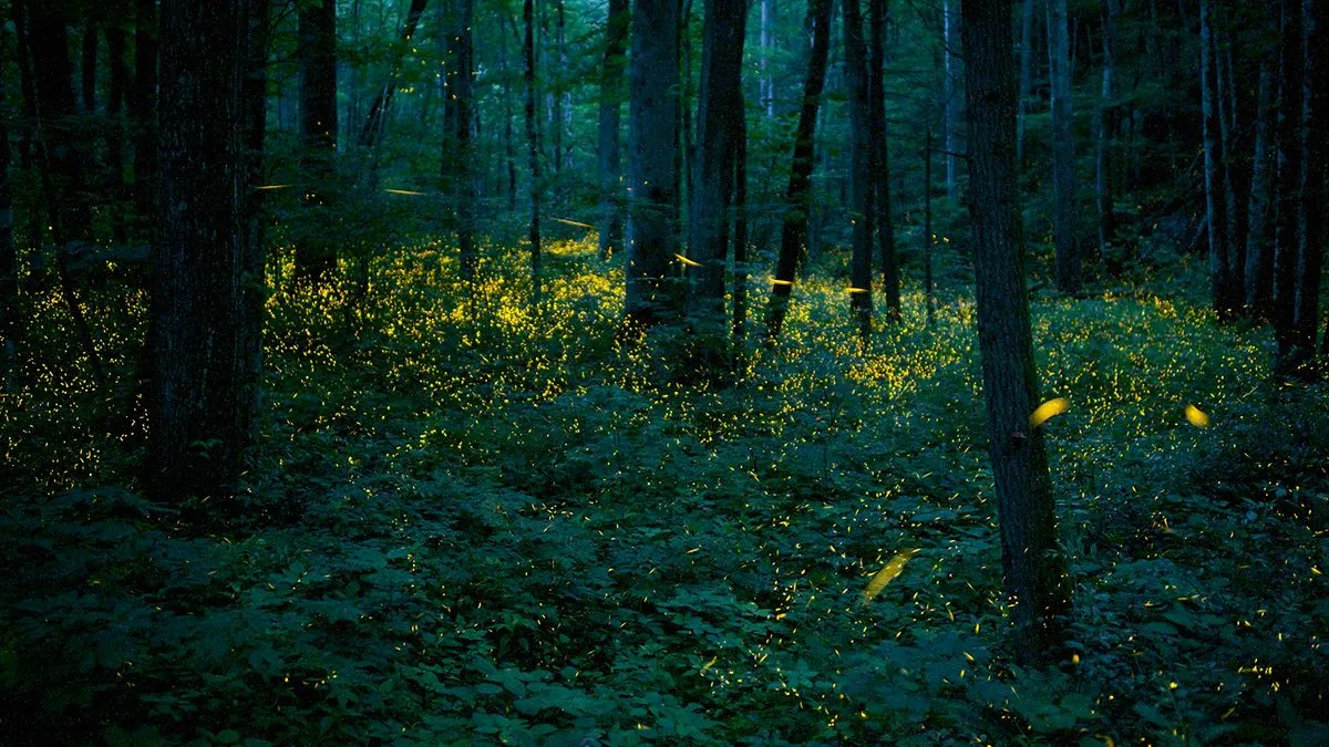 Synchronous Fireflies to Illuminate the Smoky Mountains with a ...