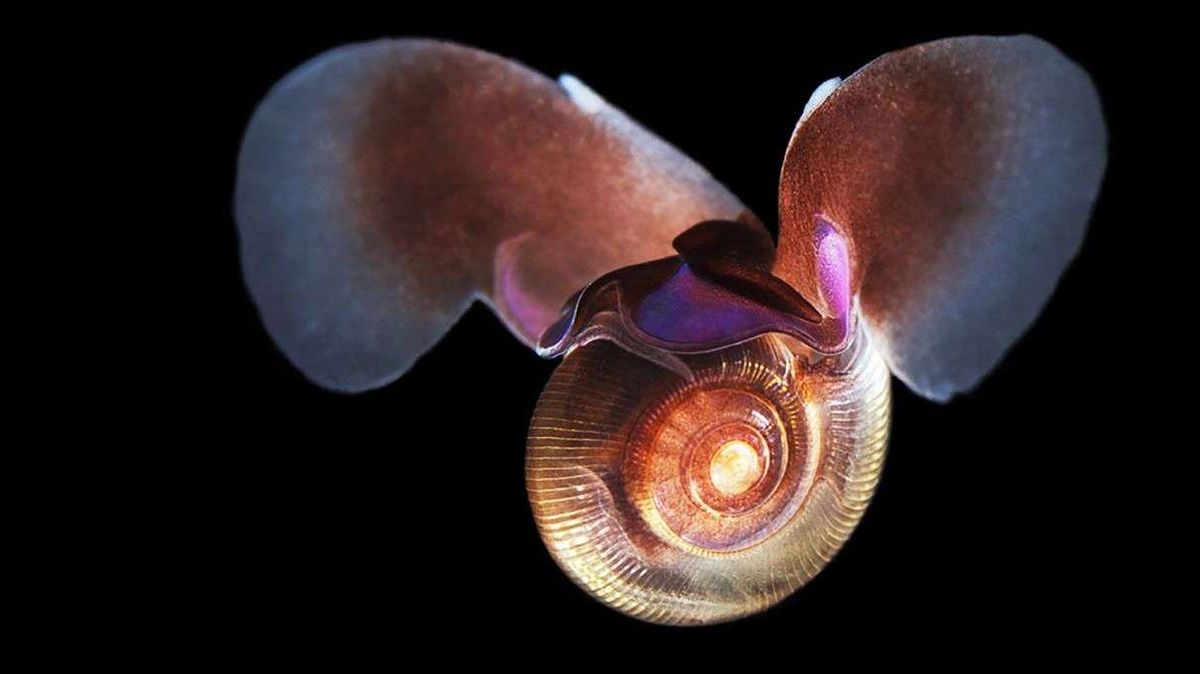 Tiny underwater snails defy expectations by using the same principles ...