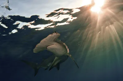 Discover the fascinating mechanics behind hammerhead sharks and how ...