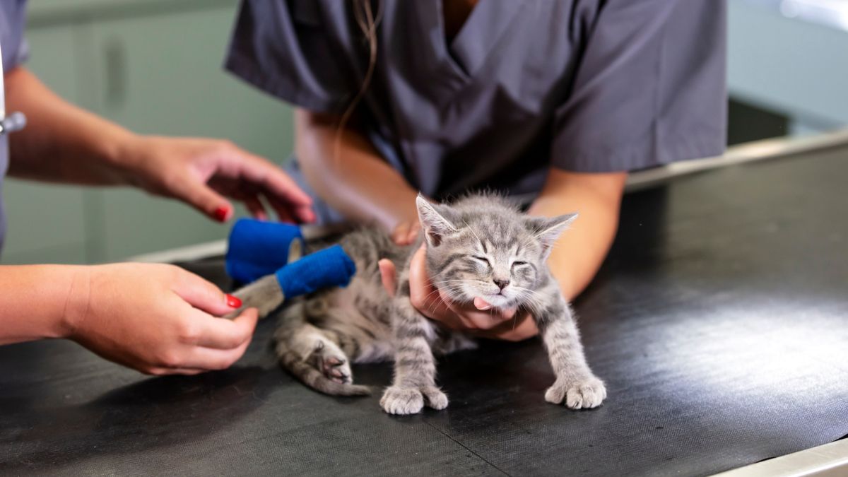 Effective Techniques for Restraining an Injured Cat: Expert Tips and ...