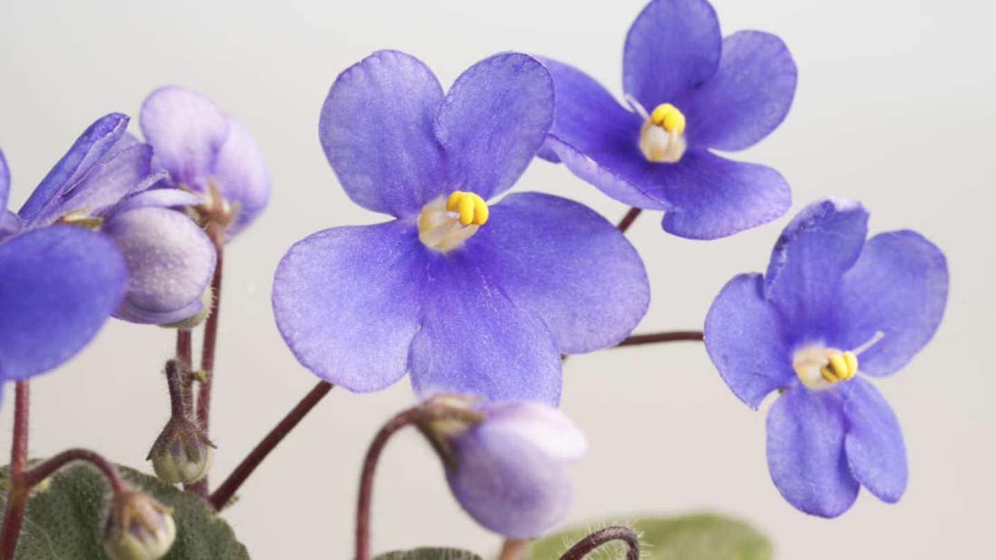 11 Unique Flower Bouquets to Celebrate Valentine’s Day Without Roses