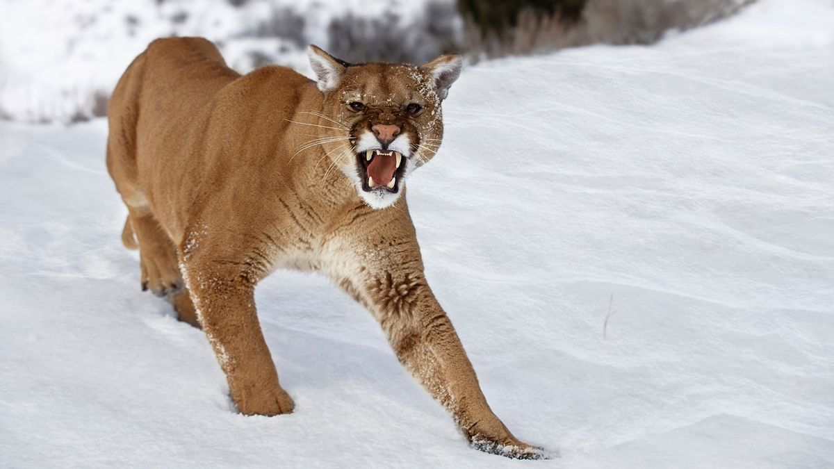 The Planet's Most Lethal Cat and 14 Additional Ferocious Felines | Mytour