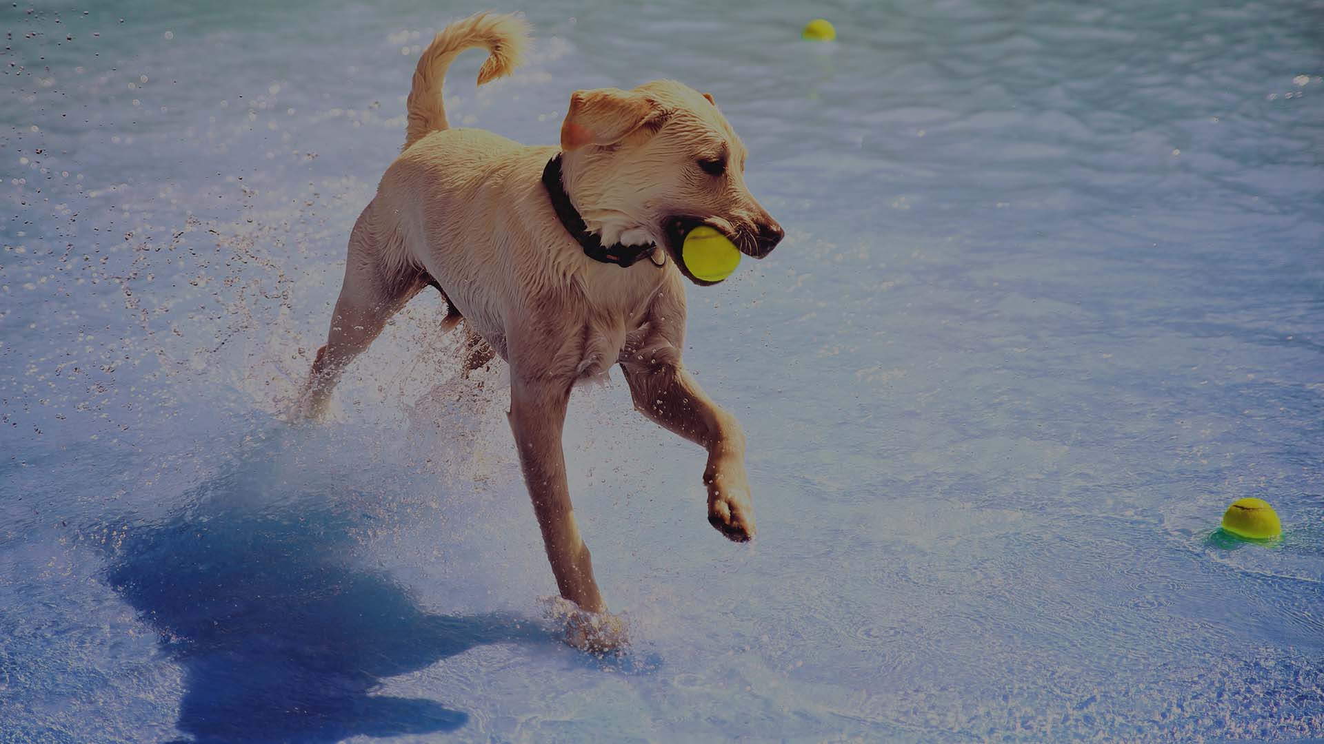 Rottie Rumble là gì và tại sao chó Rottweiler lại làm vậy?