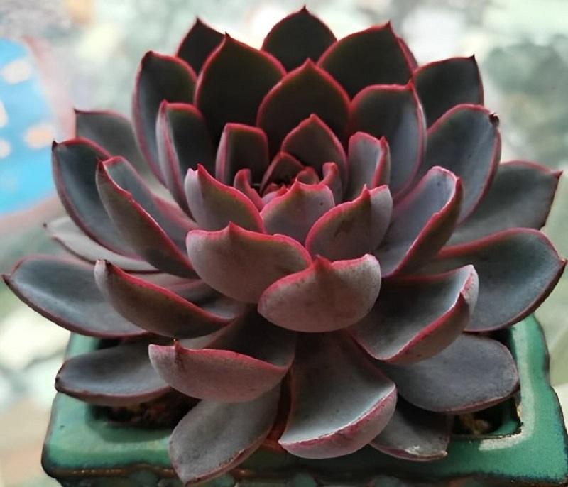 Top 10 Loại sen đá đẹp nhất hiện nay